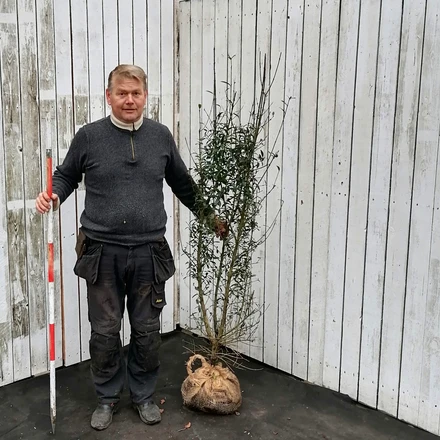 Liguster 'Liga' | Villahæk© |højde 150-175 cm.