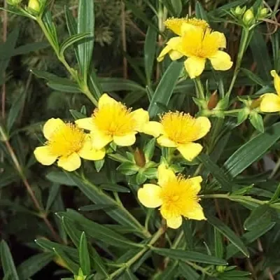 Hypericum erectum 'Gemo' | Perikon | Barrodet bdt m 25 stk.