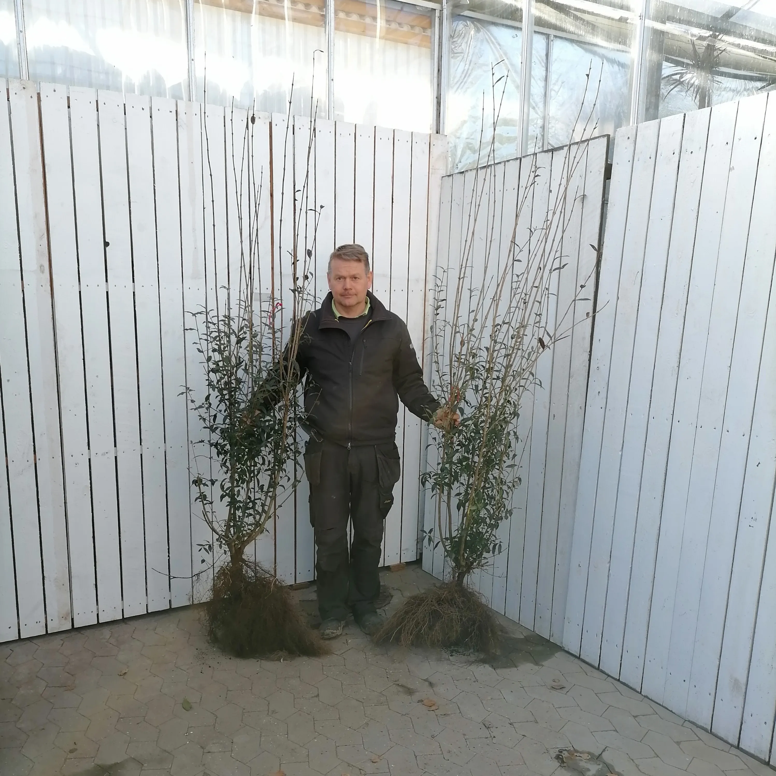 Liguster vulgare Liga | liguster | Barrodet