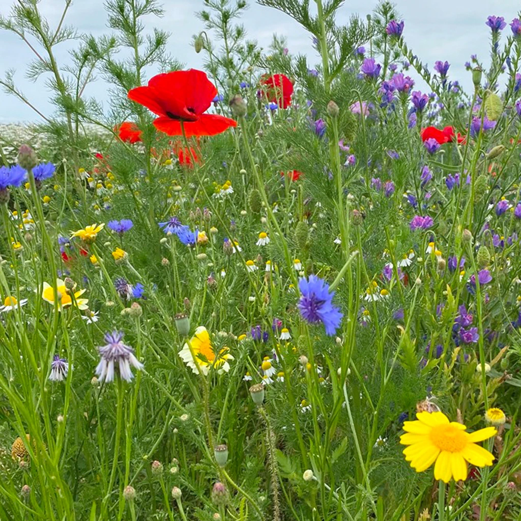 Blomsterblanding LINDS Biodiversity Wildflower 1 kg | Køb på LINDS.dk