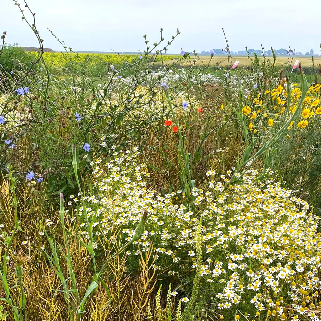 Blomsterfrø LINDS Dansk eng, 1 kg | Køb blomsterfrø på LINDS.dk