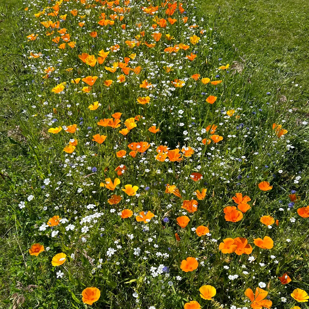 Græsfrø Barenbrug Happy Lawn | Få biodiversitet i din græsplæne