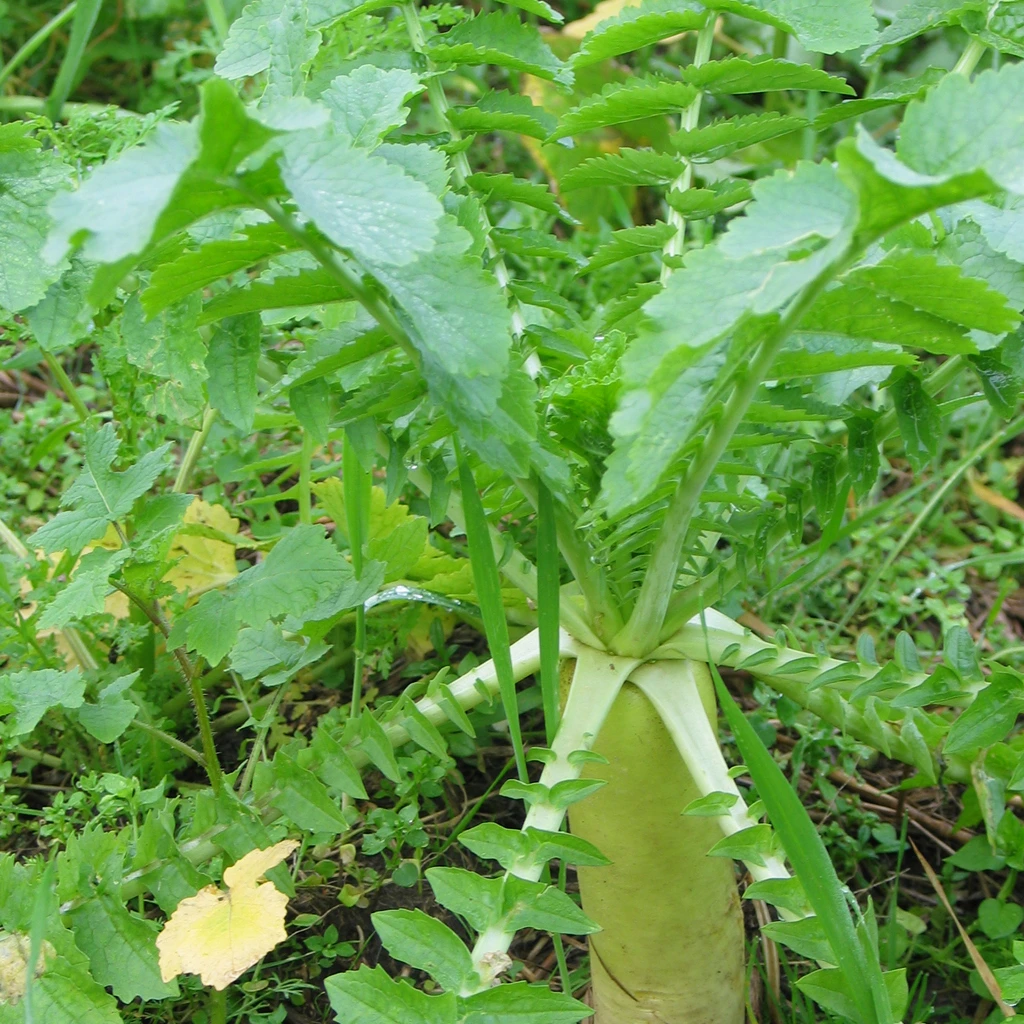 Markfrø Radise DeepTill - 15 kg » Køb online hos LINDS.dk