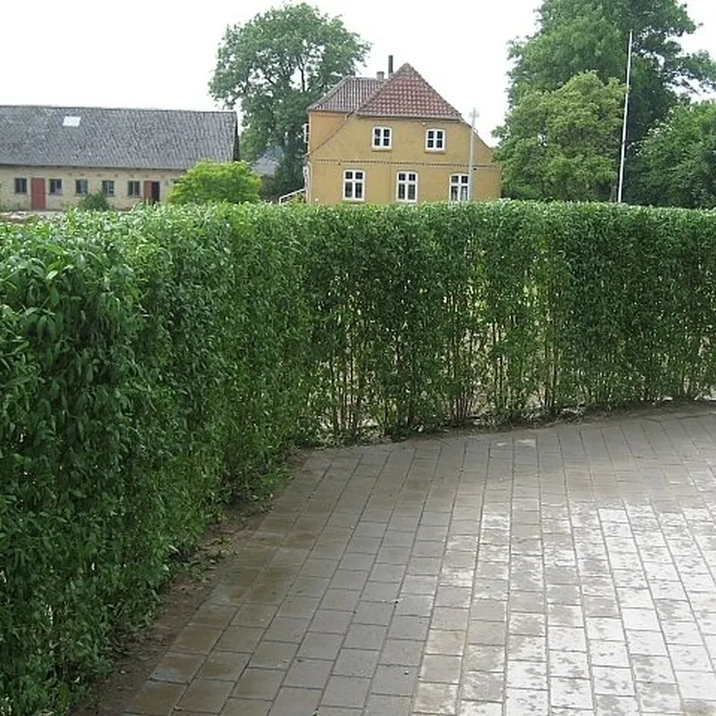 Køb Ligustrum vulgare 'Liga' - Færdighæk - højde 125 cm. - Liguster her ...