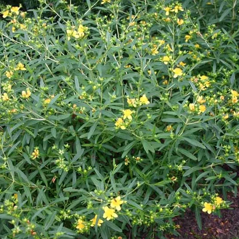 Hypericum erectum 'Gemo' | Perikon | Barrodet bdt m 25 stk.