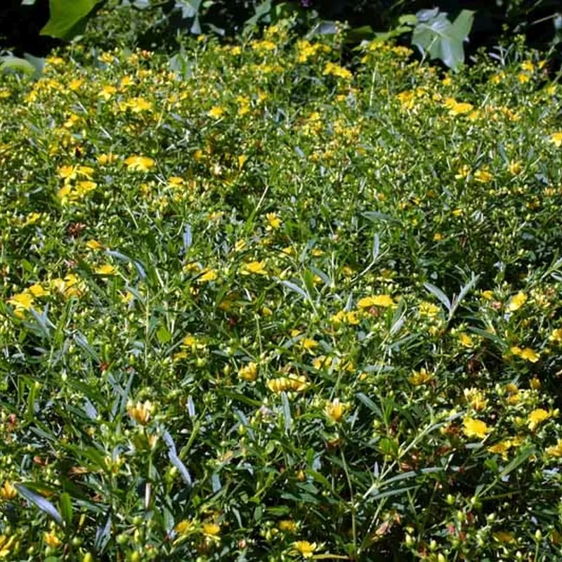 Hypericum erectum 'Gemo' | Perikon | Barrodet bdt m 25 stk.