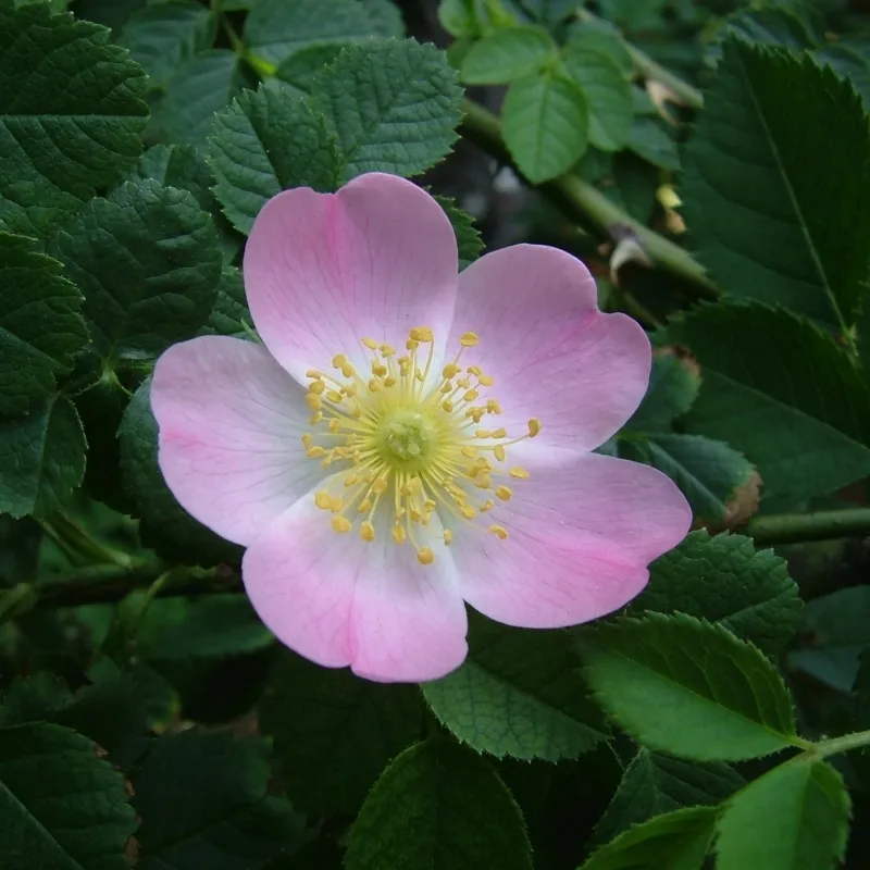 Rosa canina | hunderose | barrodet bdt. m 10 stk.
