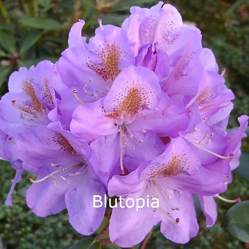 Rhododendron 'Blutopia' - lilla | H: 30-40 cm.