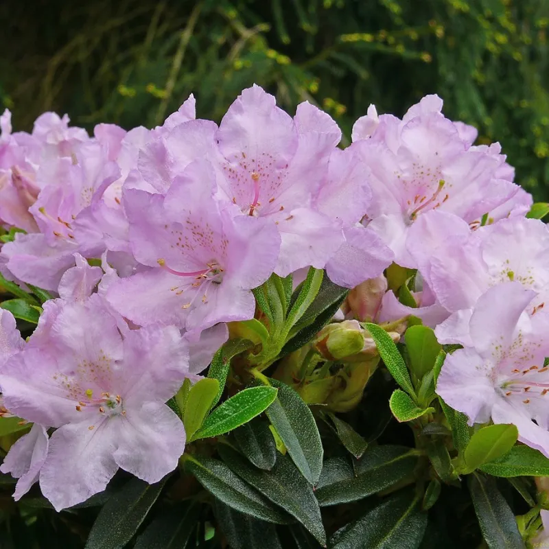 Dværgrhododendron 'Robert Seleger'