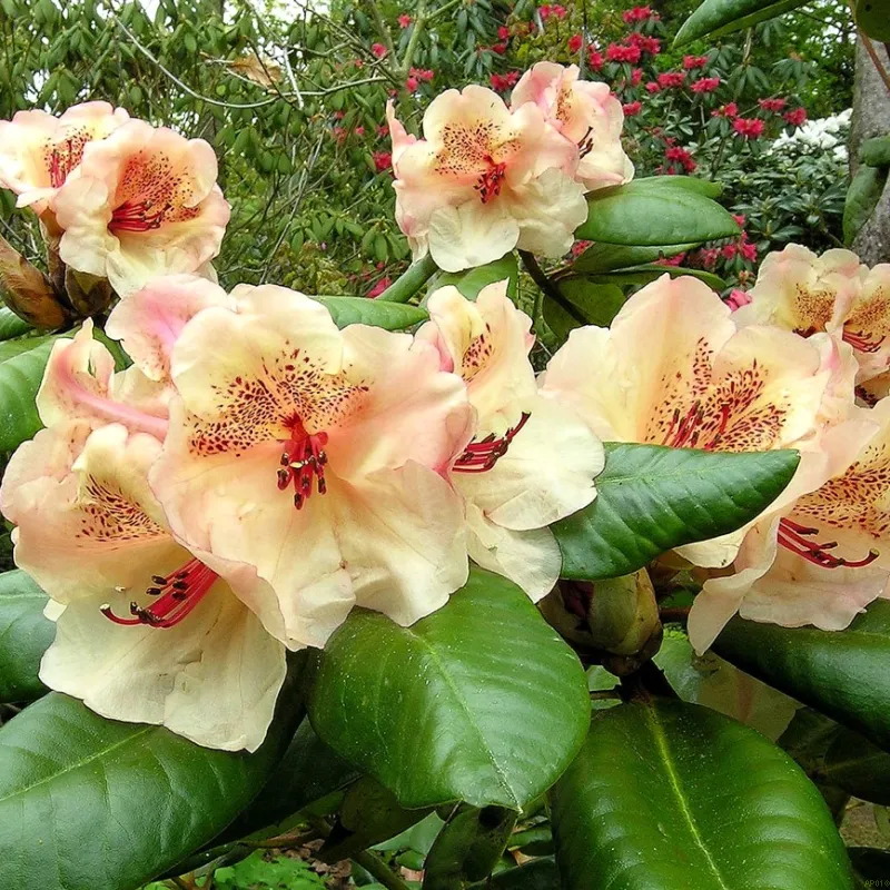 Rhododendron 'Viscy'