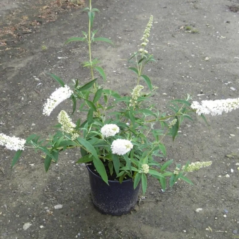 BUDDLEJA DAV. 'WHITE PROFUSION' (Sommerfuglbusk), Salgshøjde: Buske 3,5 L