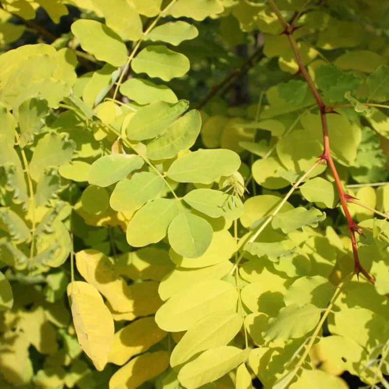 Robinia pseud. 'Frisia' (GULBLADET ACACIA)