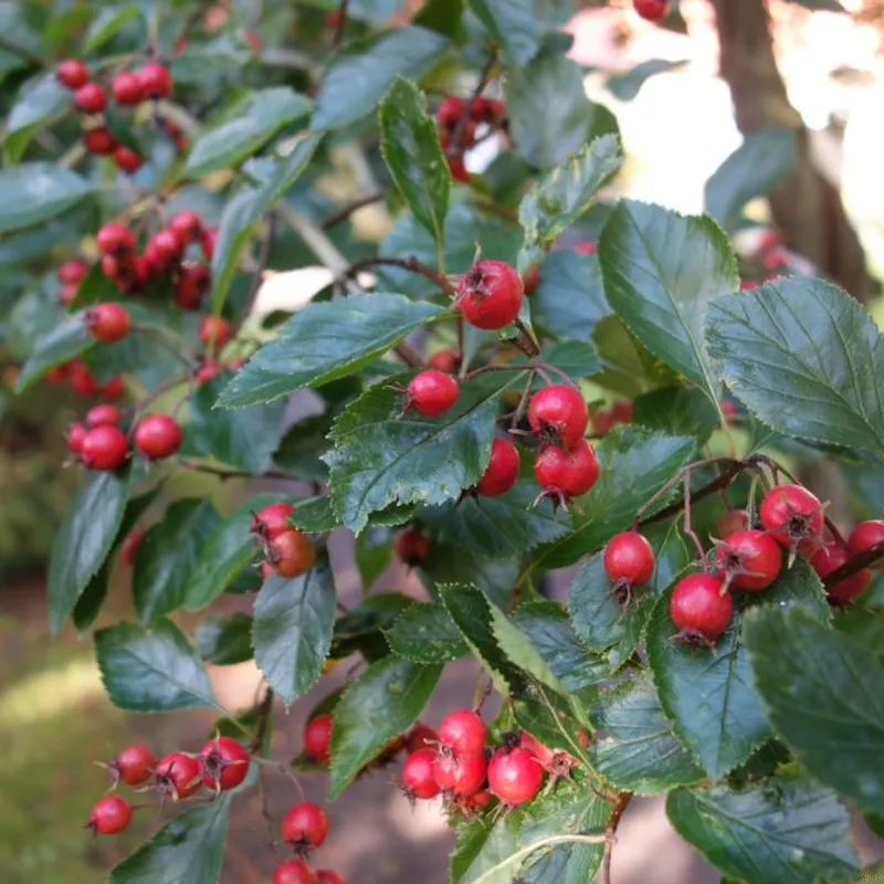 Crataegus crus-galli (HANESPORETJØRN)