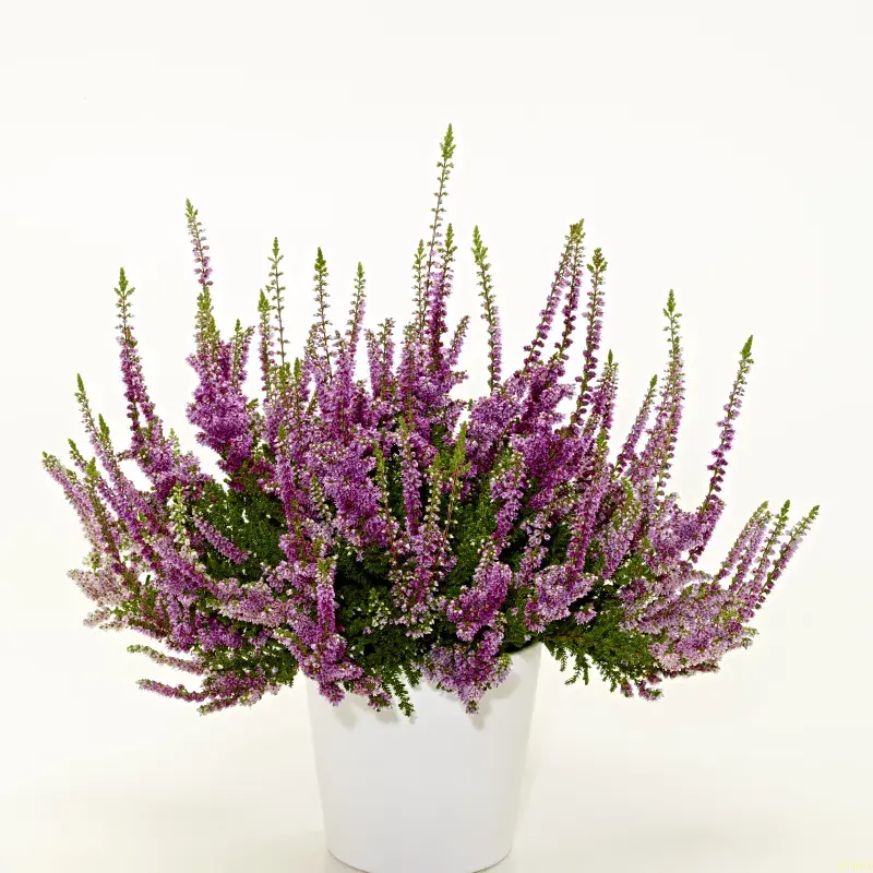Lyng - lyng planter i mange farver online