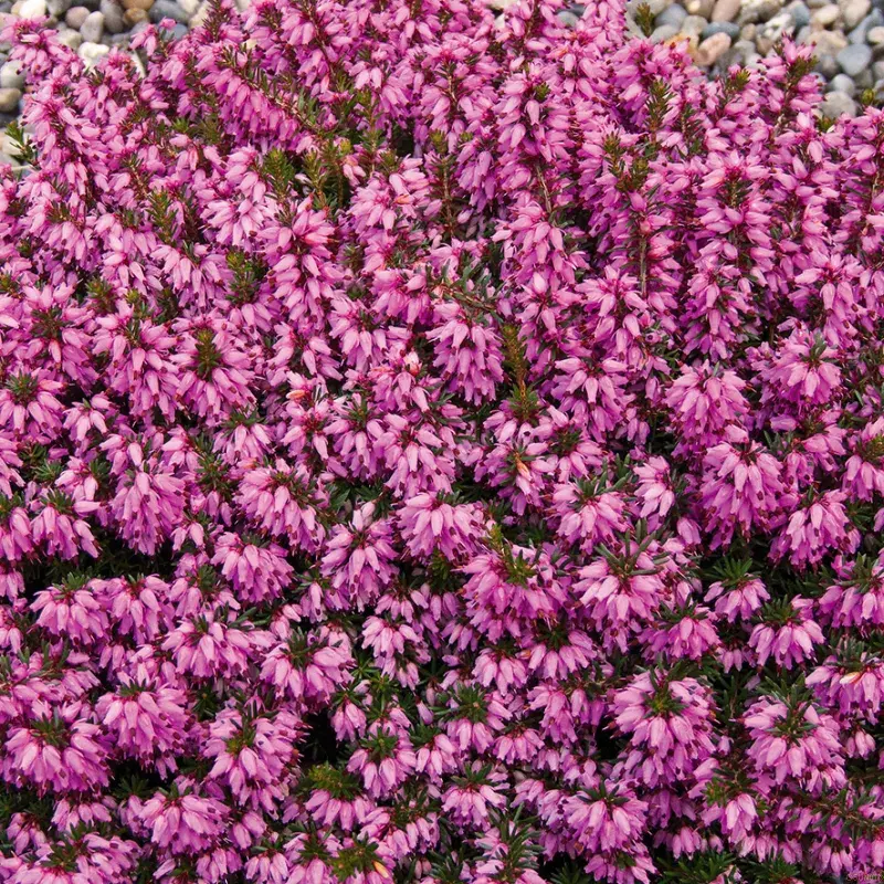 Lyng - lyng planter i mange farver online