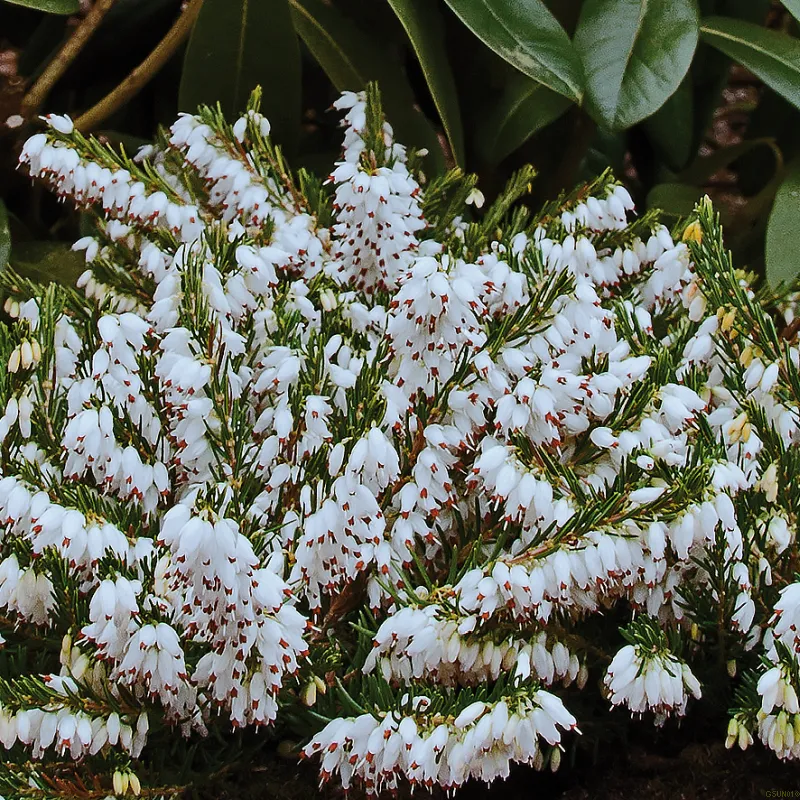 Lyng - lyng planter i mange farver online