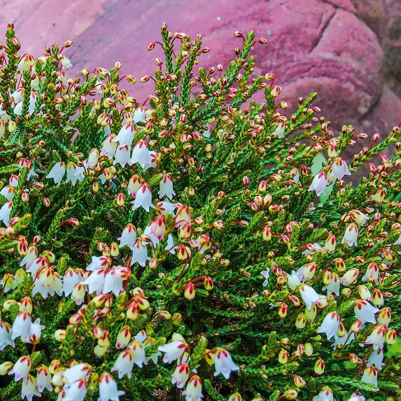 Lyng - lyng planter i mange farver online