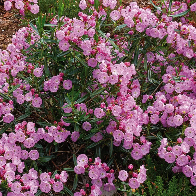 Kalmia polifolia 'Newfoundland' (Kalmia)