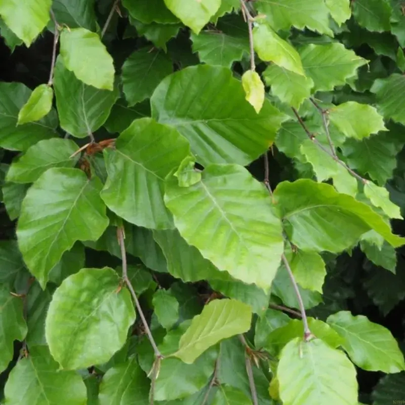 Fagus Sylvatica (BØG), Salgshøjde: 100-125 cm