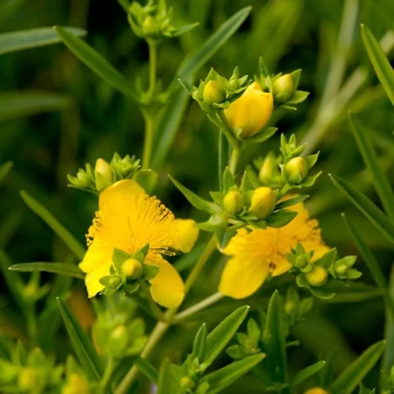 HYPERICUM KALMIANUM 'GEMO' (Perikon), Salgshøjde: Buske 3,5 L