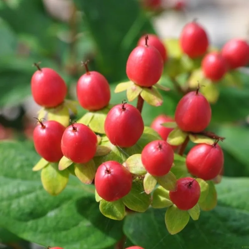 Hypericum 'Miracle Attraction' (Perikon), 3,5 L