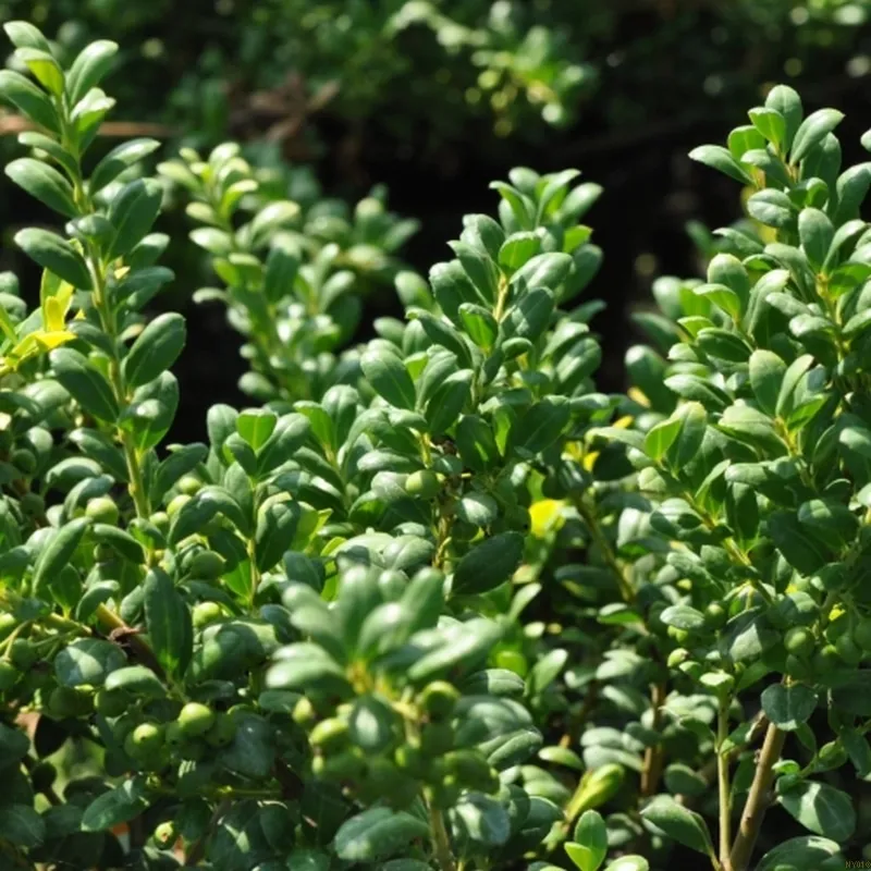 Ilex Crenata 'Golden Gem': (Buksbombladet Kristtorn), Salgshøjde: 20-25 cm