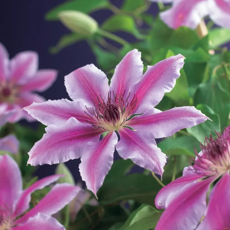 Clematis Nelly Moser (Klematis)