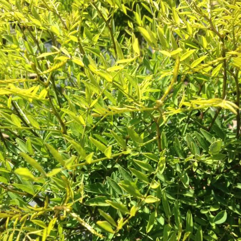 Robinia pseud. 'Myrtifolia' (ROBINIE)