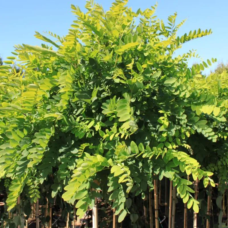 Robinia pseud. 'Umbraculifera' (KUGLEROBINIE)