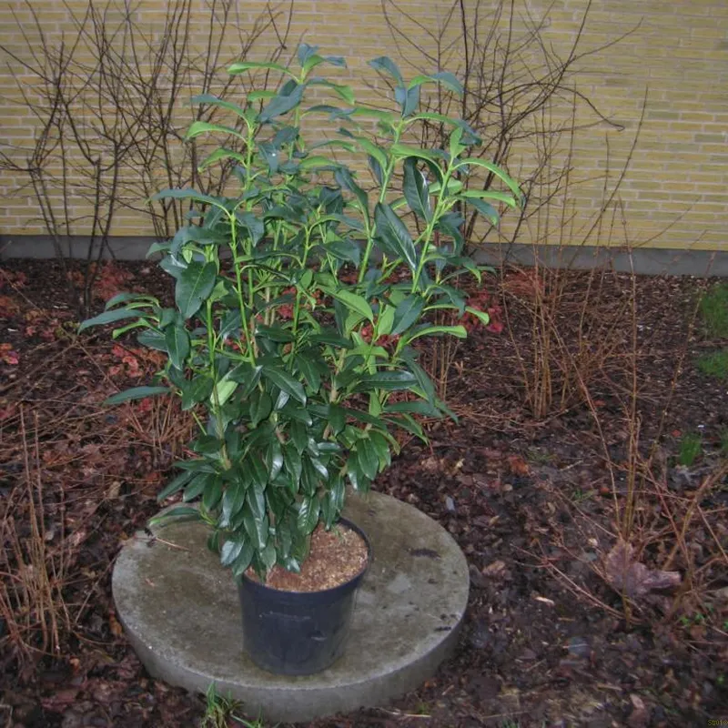 Prunus laur. 'Novita'
