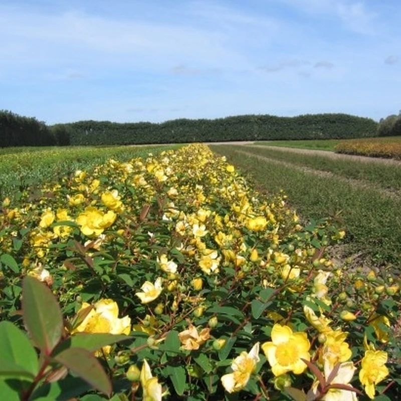 Hypericum hook. Hidcote | perikon | Barrodet bundt a' 25 stk.