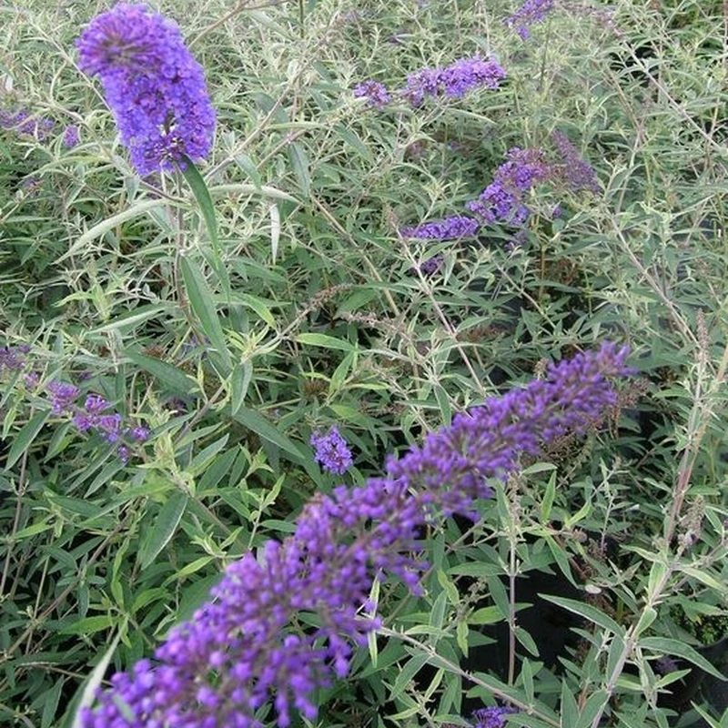Nanho Blue - Buddleia davidii - Sommerfuglebusk