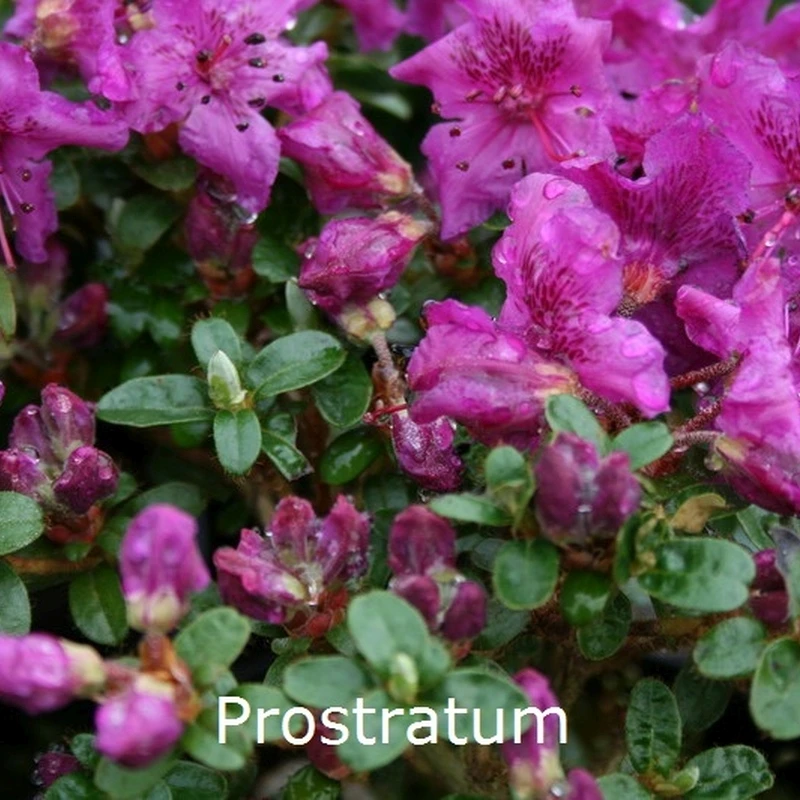 Rhododendron prostratum | Vildart | - H: 15-20 cm.