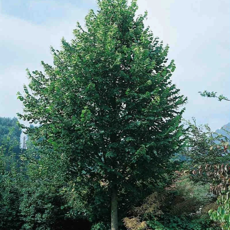 Tilia cordata 'Greenspire' (SMÅBLADET LIND)