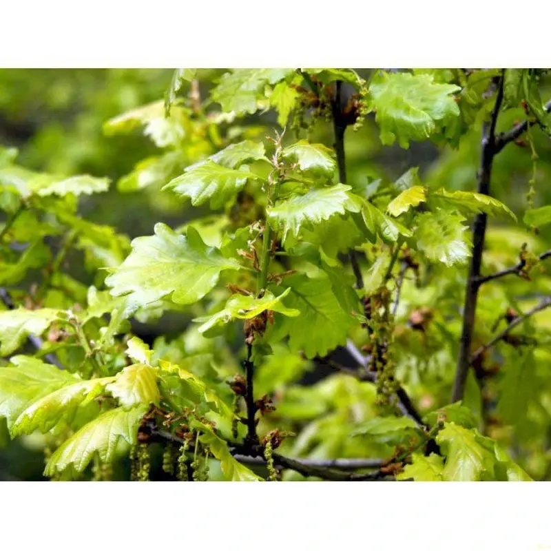 Quercus petraea (VINTEREG)