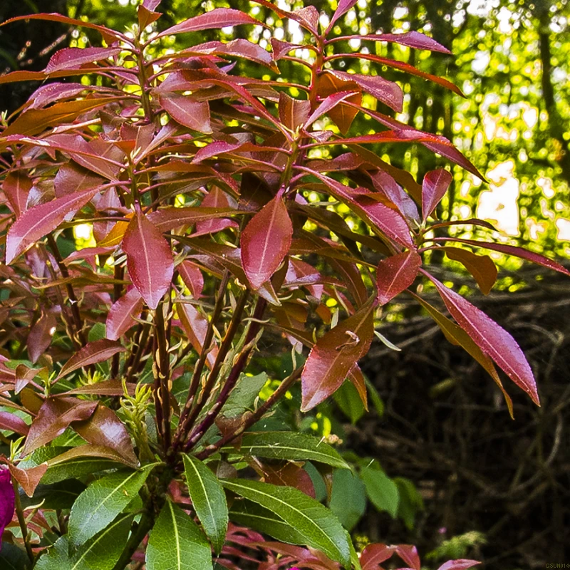 Pieris japonica 'Mountain fire' (Pieris)