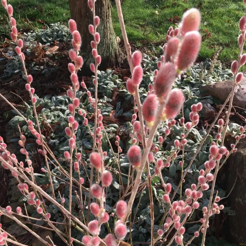 Salix gracilistyla 'Mount Aso' (PIL)