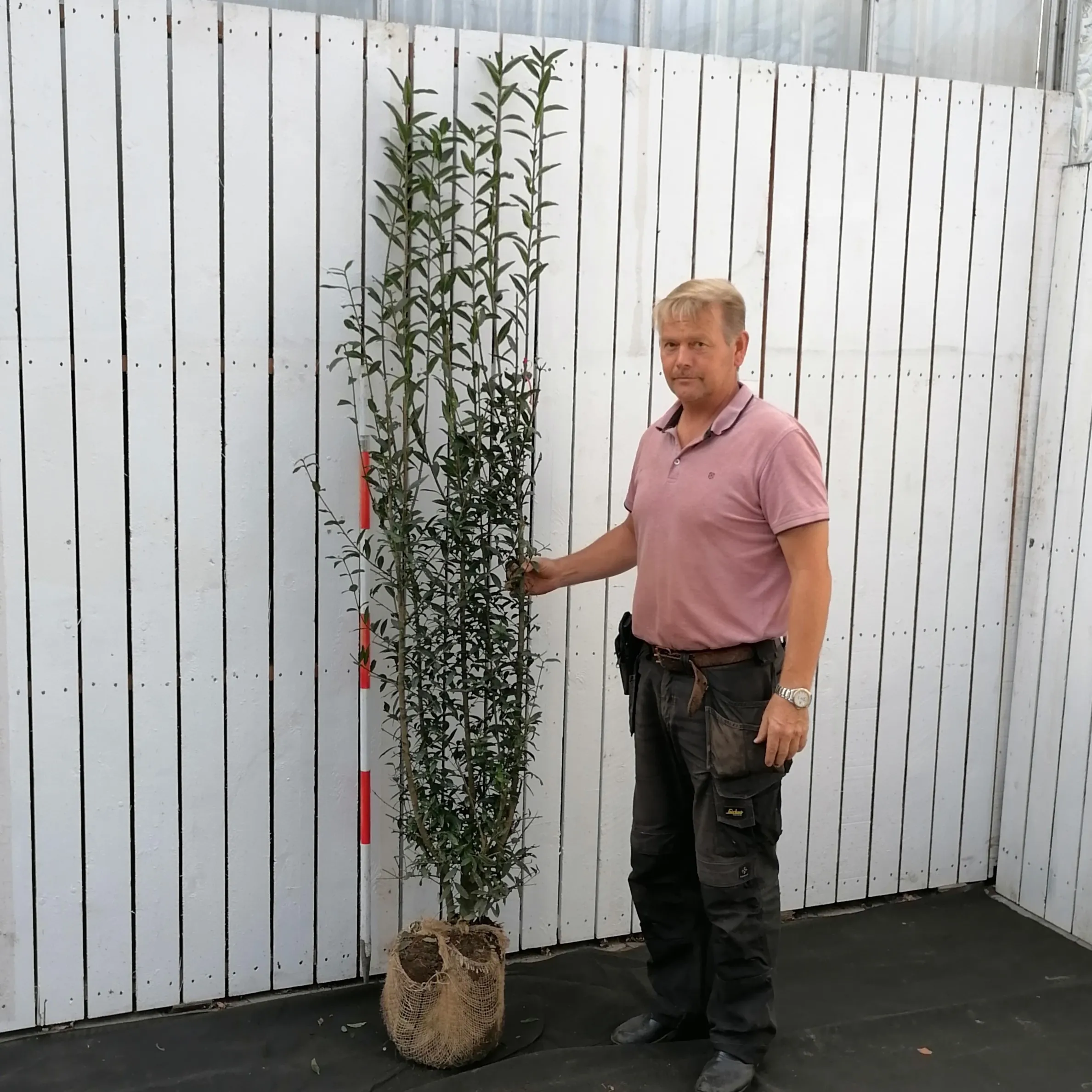 Liguster 'Liga' | Villahæk© |højde 175-200 cm.