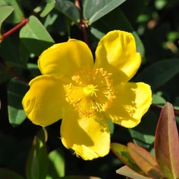 Busk - Kæmpe udvalg af buske til haven - HURTIG LEVERING