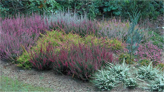 Lyng - Køb lyngplanter og læs mere om lyng