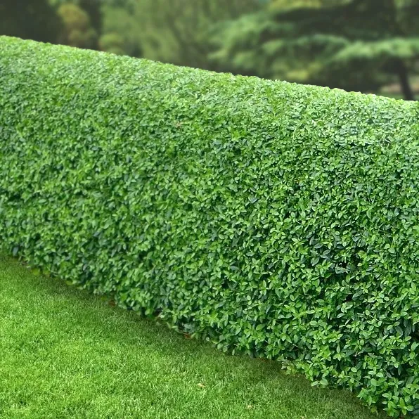 Liguster vulgare 'Liga' | Liguster | Barrodet