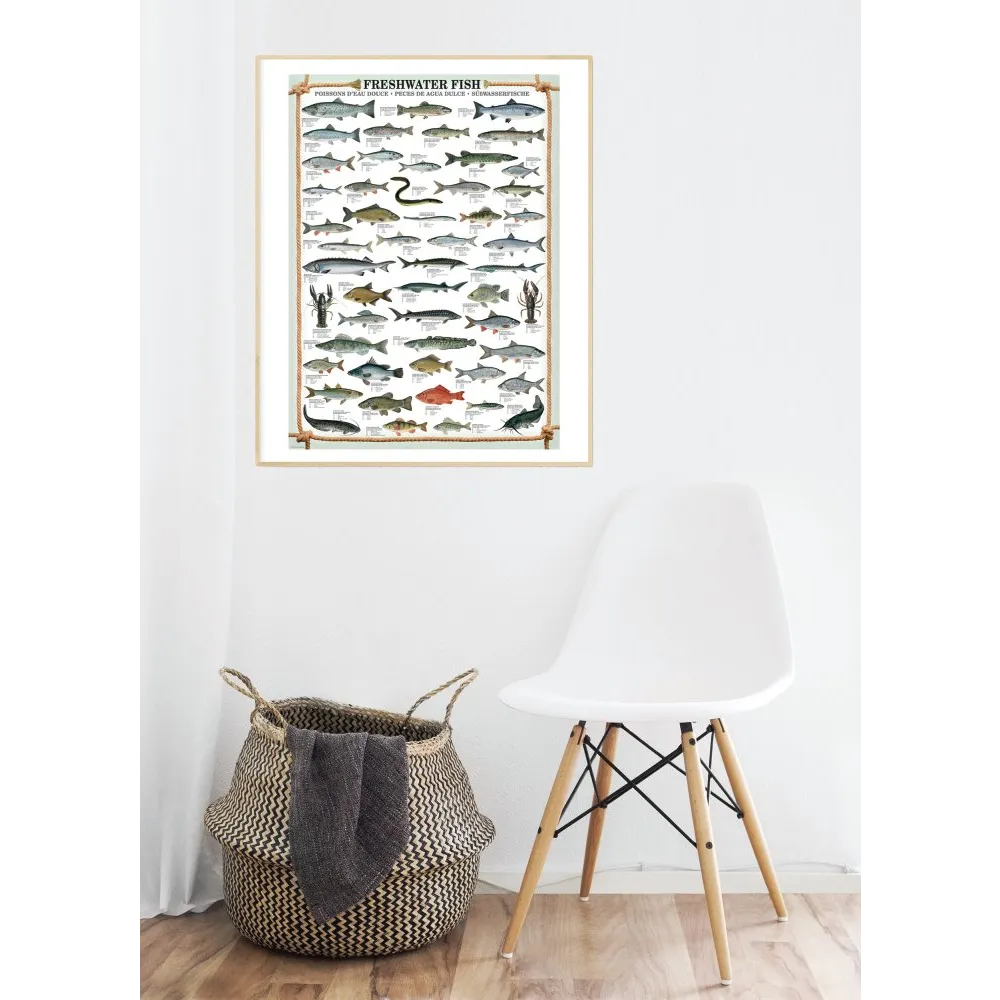 Ferskvands fisk plakat i størrelse 60x90 cm - lær om havet fisk
