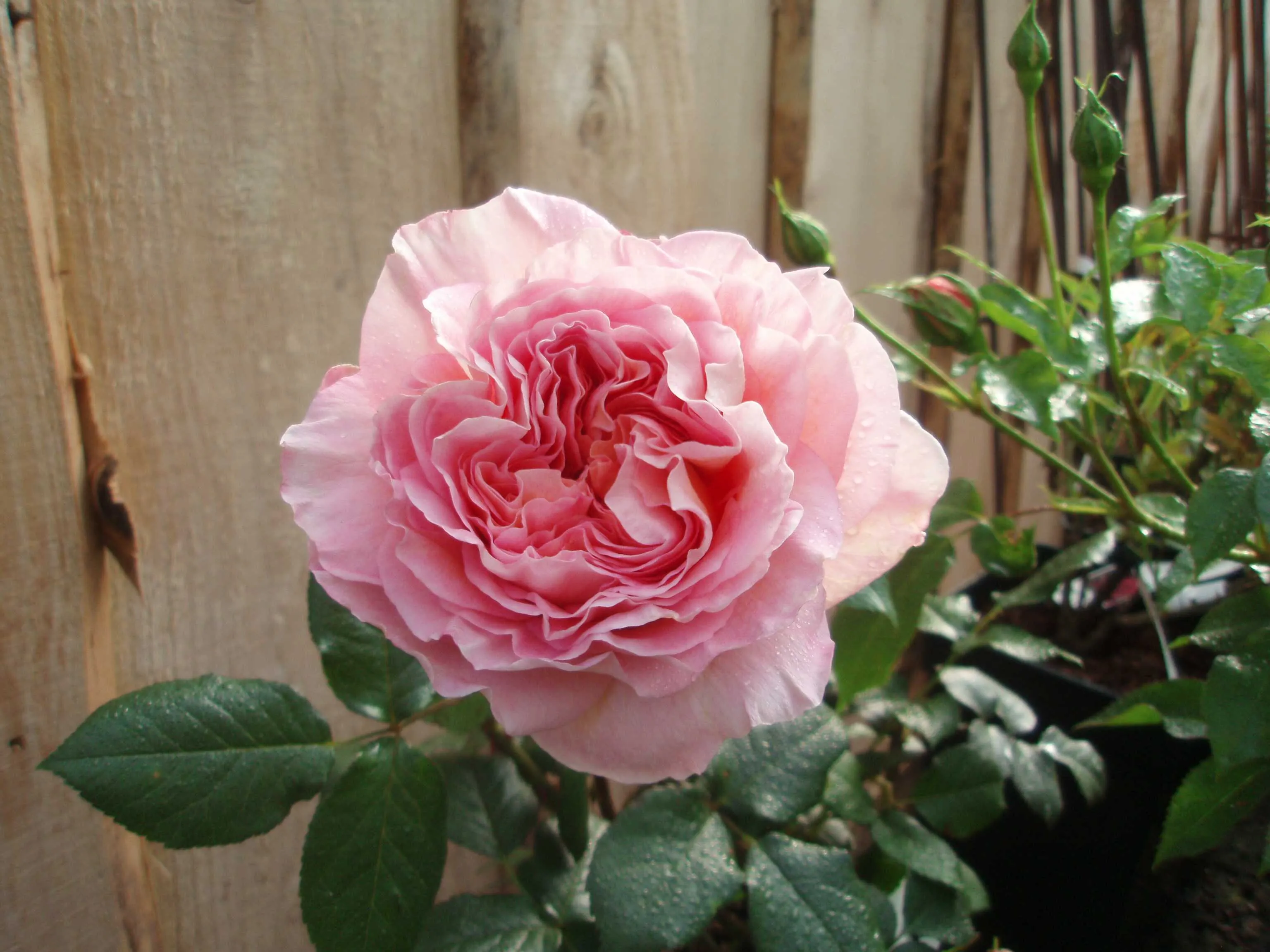 Plante Roser - Vejledning til alt om Roser