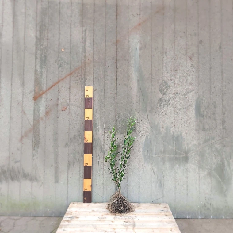 Liguster vulgare 'Liga' | Liguster | Barrodet