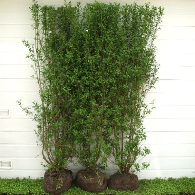 Køb Ligustrum vulgare 'Liga' - Færdighæk - højde: 150 cm. - Liguster ...