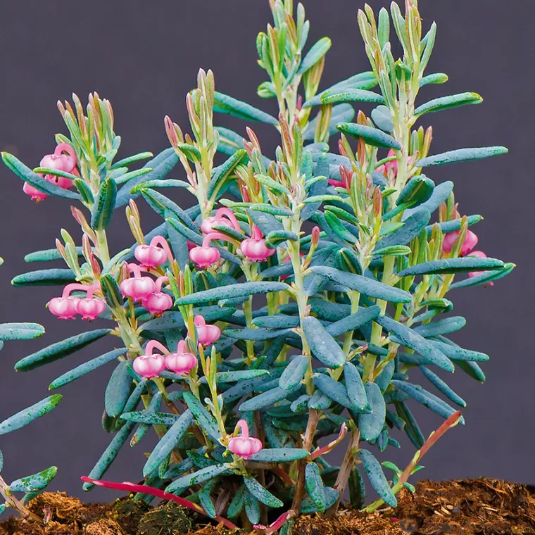 Lyng - lyng planter i mange farver online