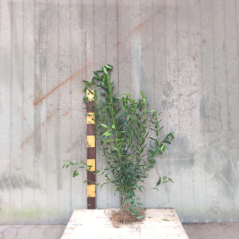 Liguster vulgare Liga | liguster | Barrodet