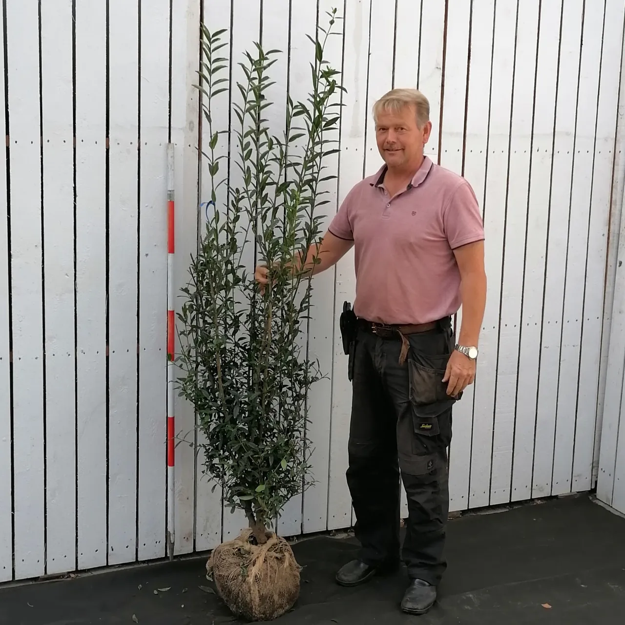 Køb Ligustrum vulgare 'Liga' - Færdighæk - højde 125 cm. - Liguster her ...