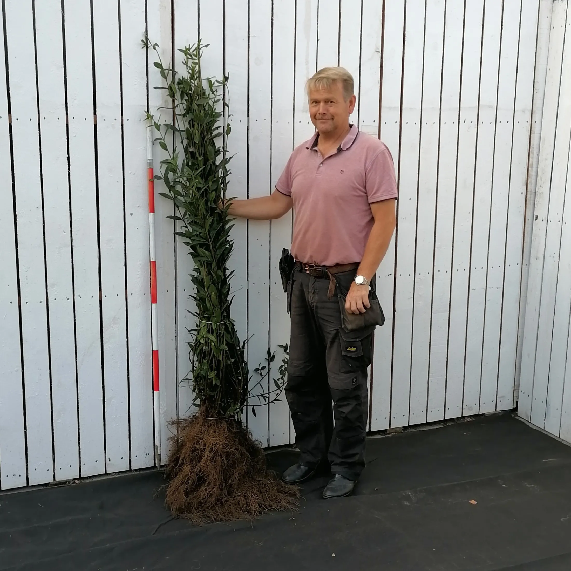 Liguster vulgare Liga | liguster | Barrodet