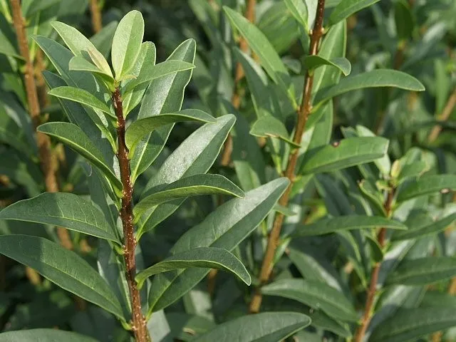 Liguster vulgare 'Liga' | Liguster | Barrodet